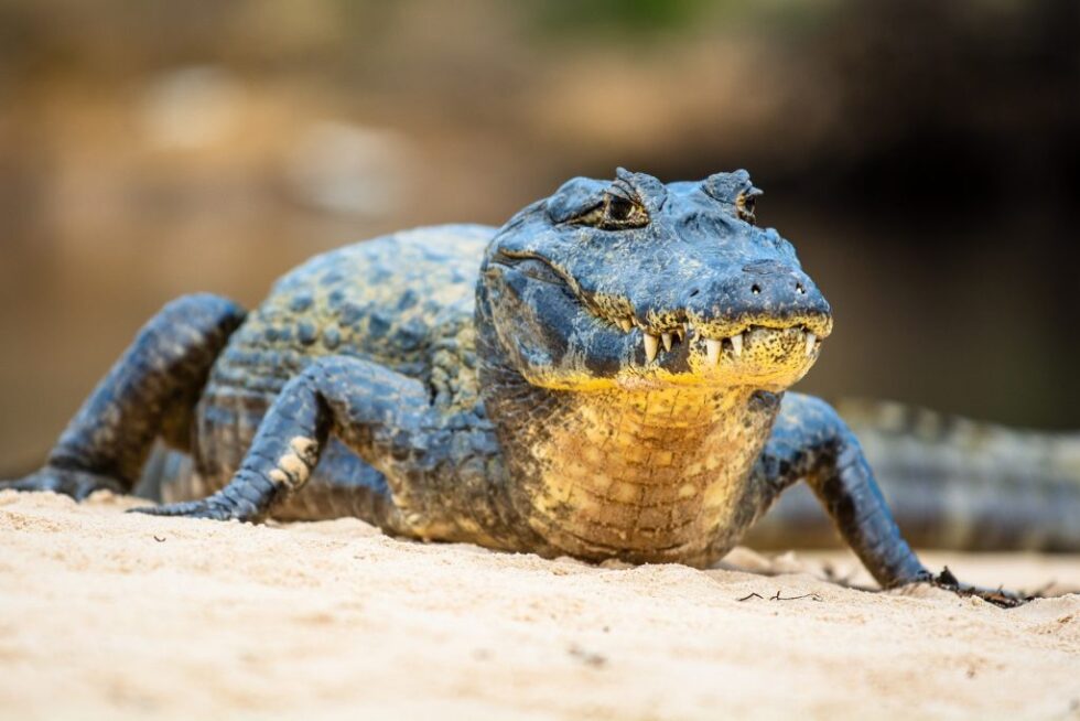 Yacaré Overo: threatened species in Argentina - Puerto Valle Hotel